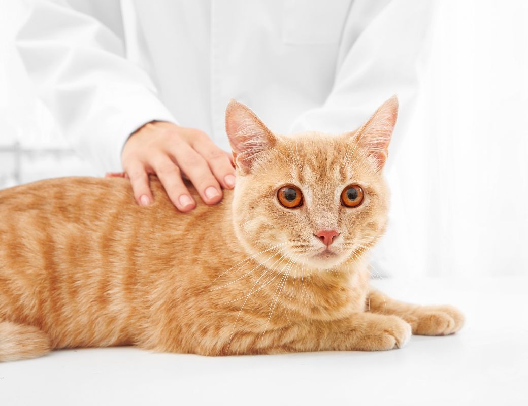 Cat Wellness & Vaccination In Plymouth, MN 55447 | Cats Preferred ...