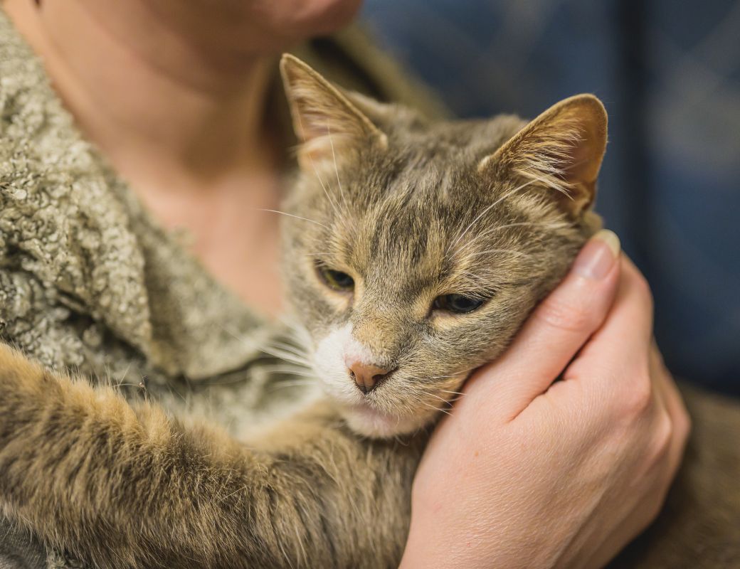 New Client Form | Cats Preferred Veterinary Hospital